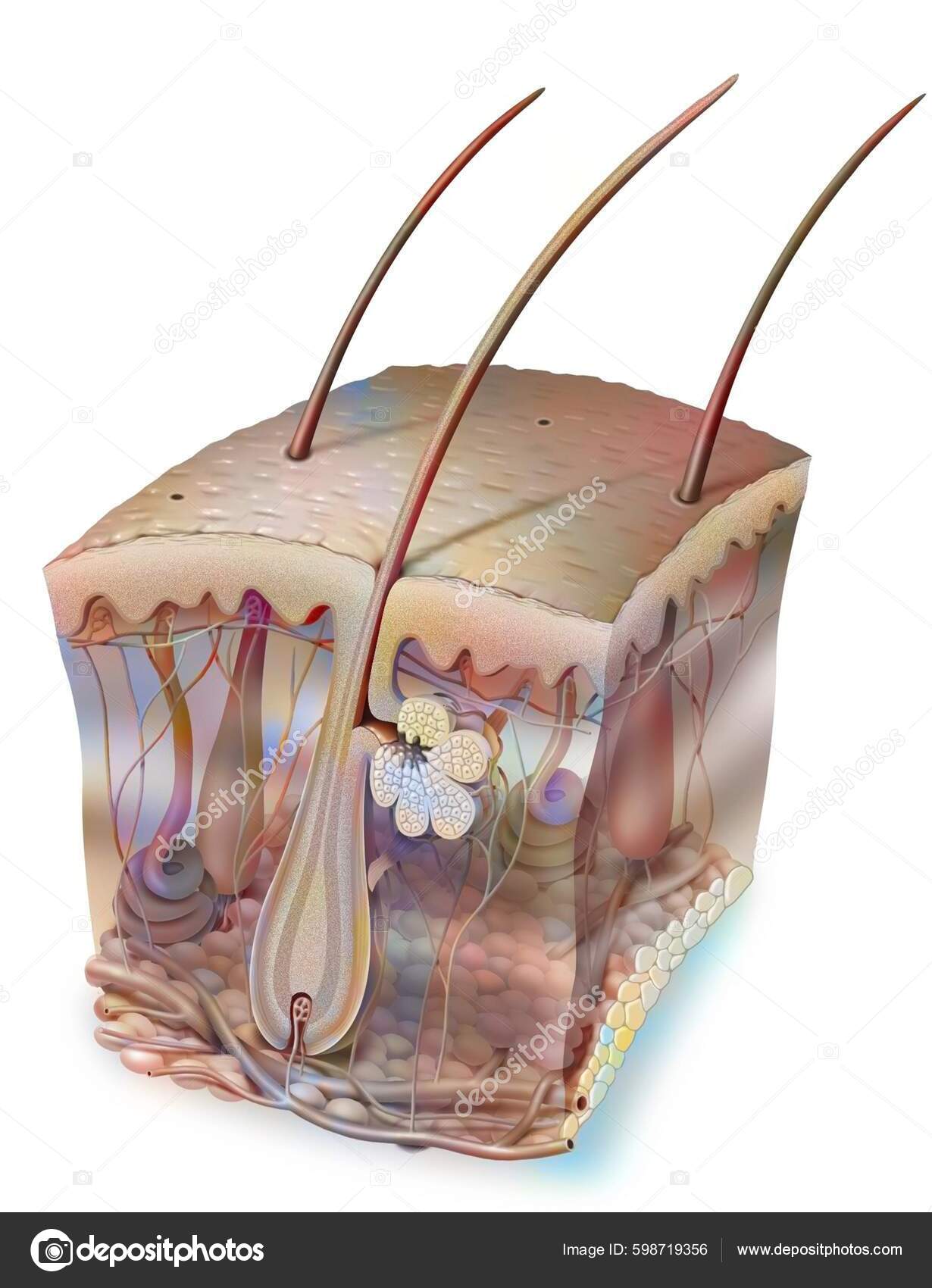 Cut Skin Showing Epidermis Dermis Hairs Stock Photo by ©imagepointfr ...