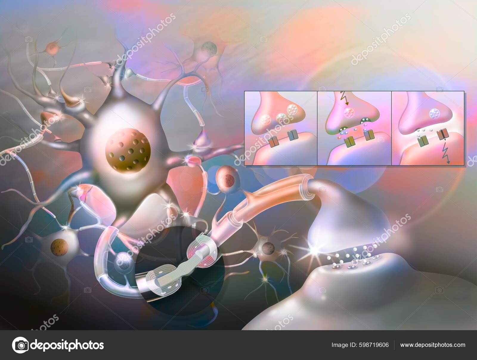 Nerve Impulse Central Nervous System Neural Network Zoom Ranvier's Node ...