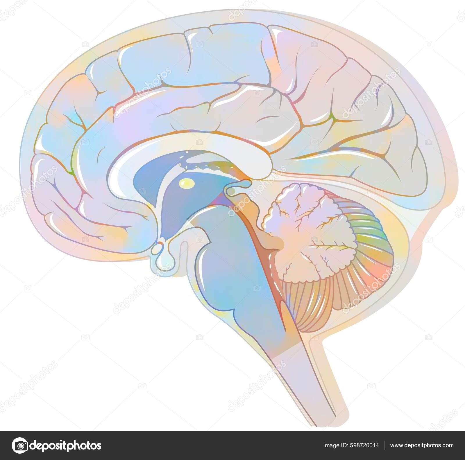 Illustration de Sagittal Section Brain Meninges Cerebrospinal Fluid par ...