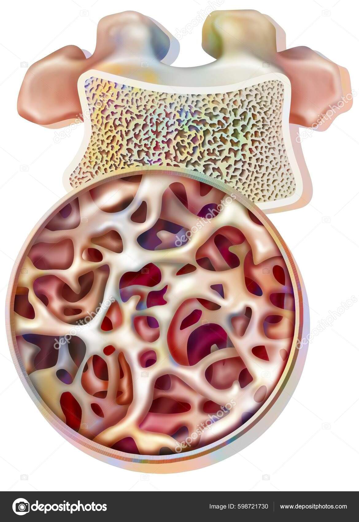 Structure Healthy Dorsal Vertebra Spongy Compact Tissue Stock Photo by ...