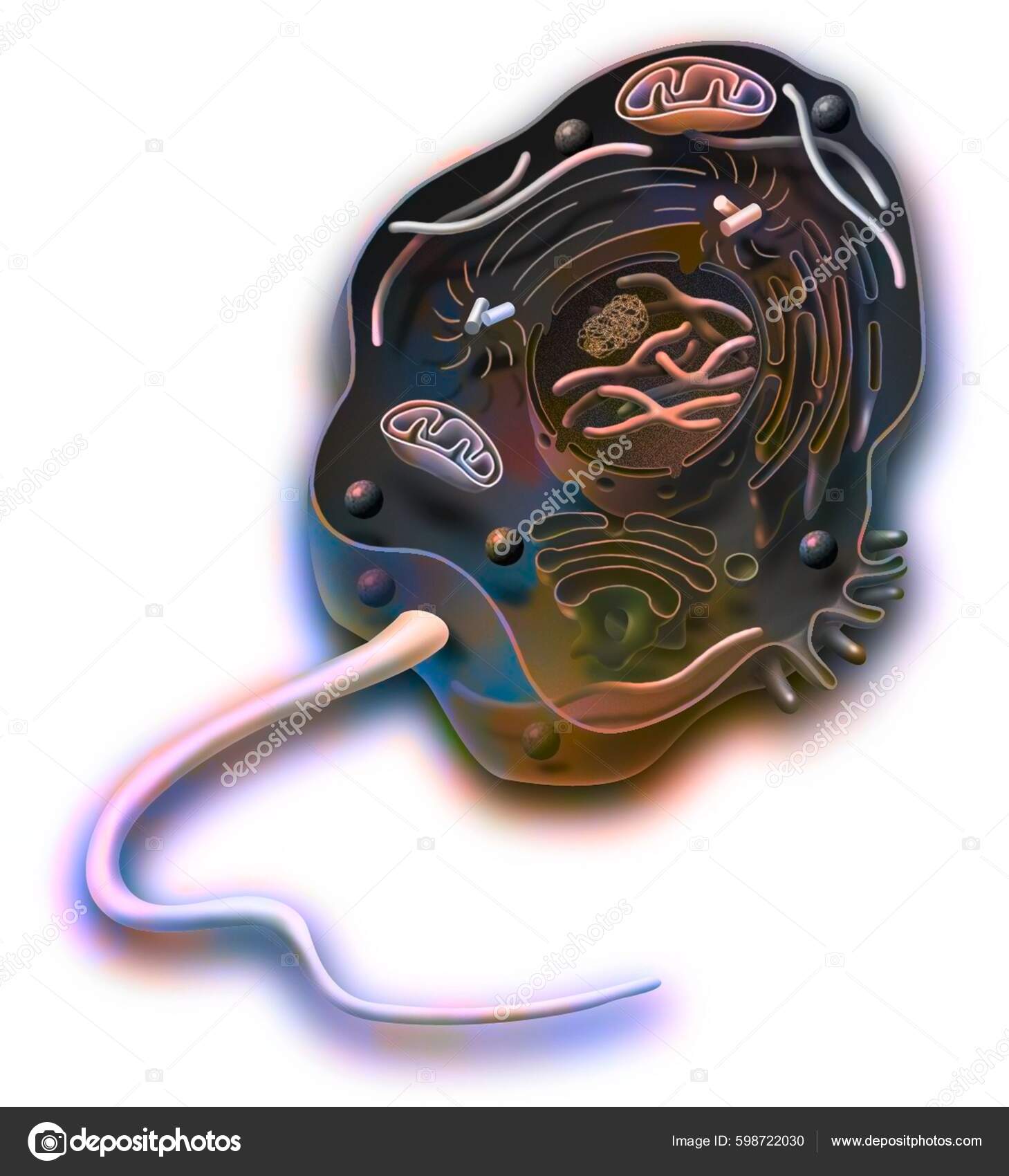 Animal Endoplasmic Reticulum