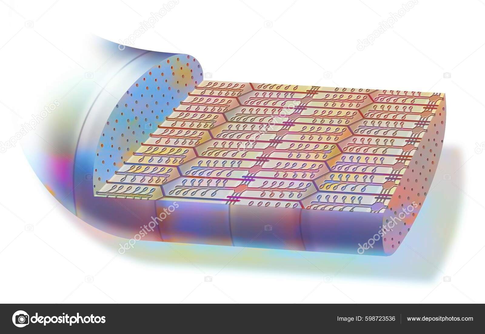 Contracted Myofibril Made Myofilaments Proteins Allowing Muscle ...