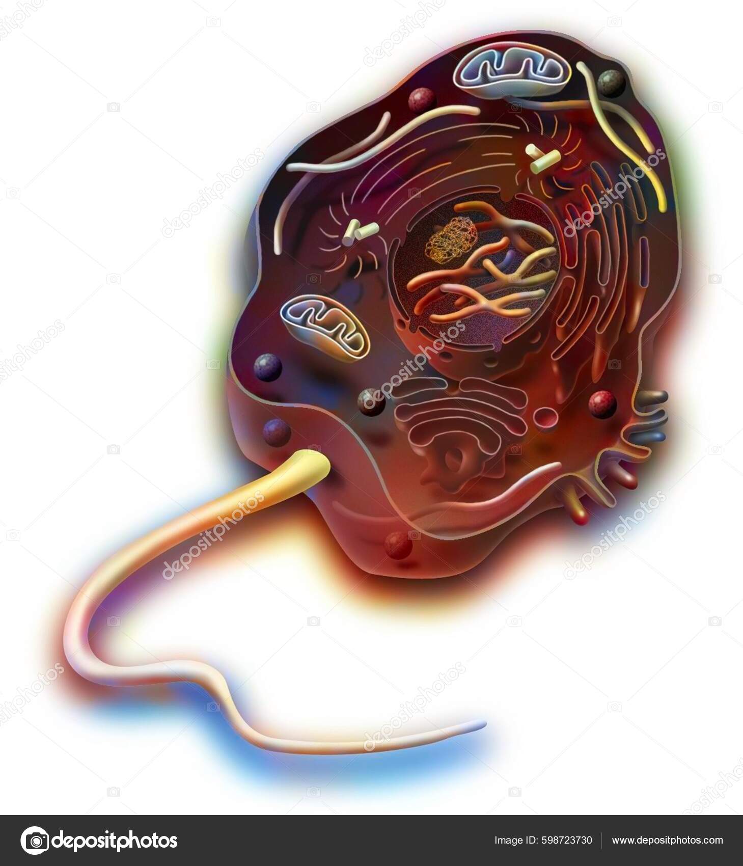 Eukaryote Animal Cell Type Dna Endoplasmic Reticulum: fotografía de ...