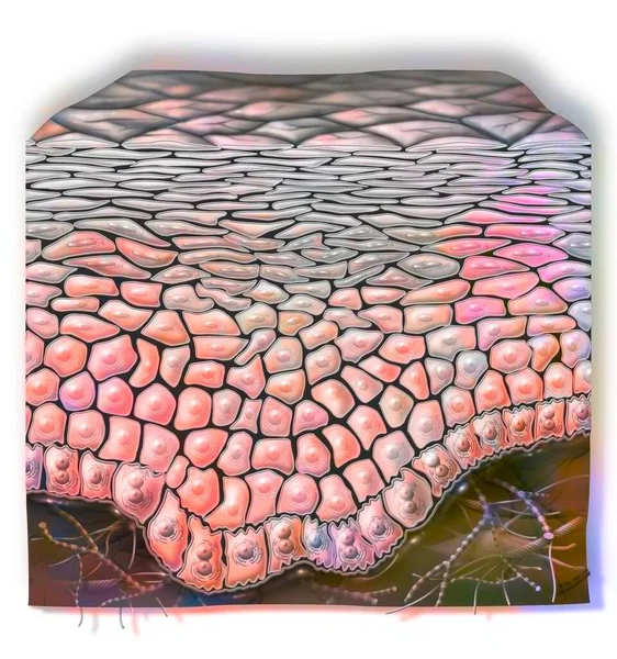 Skin layer Images - Search Images on Everypixel