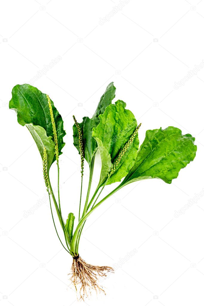 Large Plantain Plantago Major Plantago Lanceolata Whole Plant Leaves ...