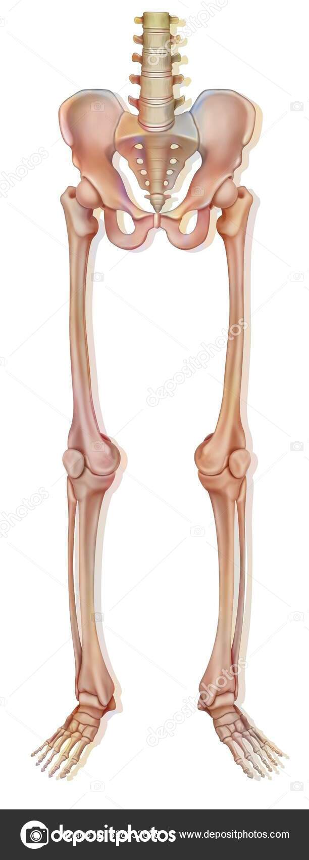 Lower Limb Skeletal Anatomy