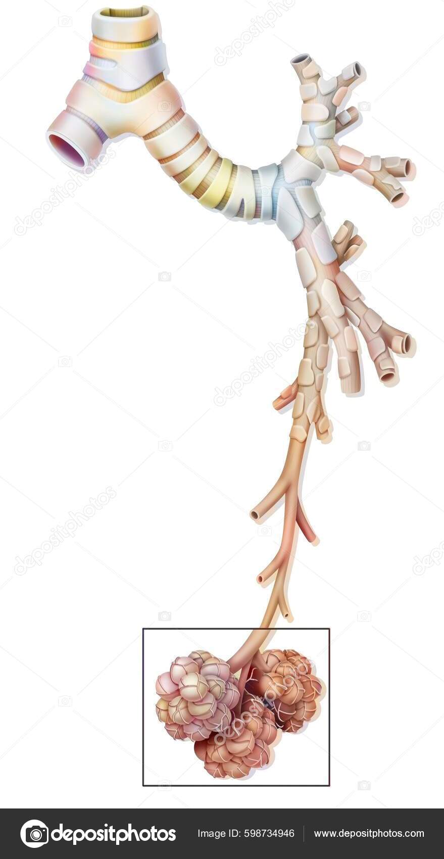 Anatomy Bronchus Left Bronchial Tree Main Bronchi Stock Photo by ...