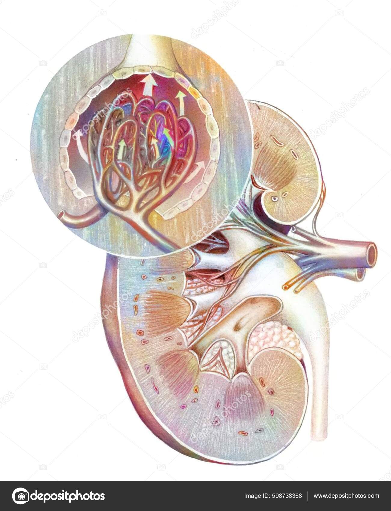 Glomerulus Anatomy