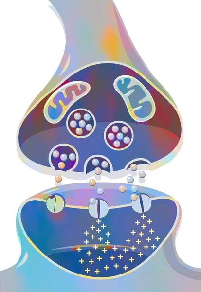 Vésicule synaptique Stock Photos, Royalty Free Vésicule synaptique ...