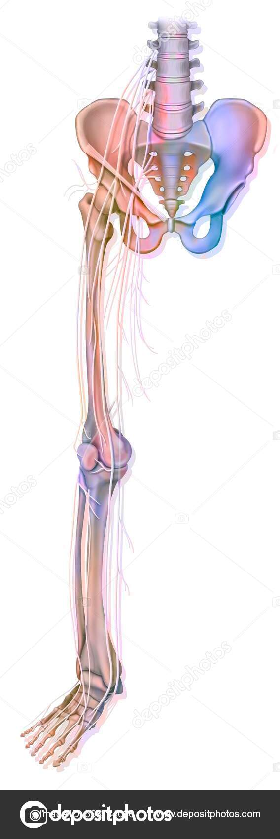 Anatomy Nerves Lower Limb Leg Stock Photo by ©imagepointfr 598744036