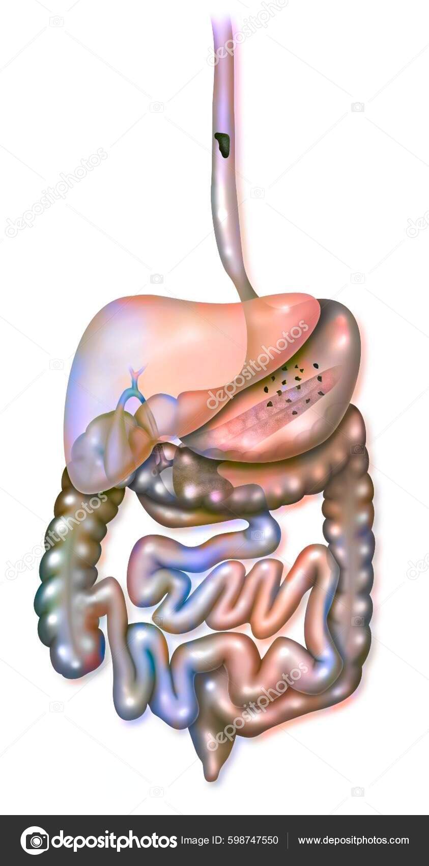 Digestive System Esophagus Stomach Duodenum Small Intestine | Stok ...