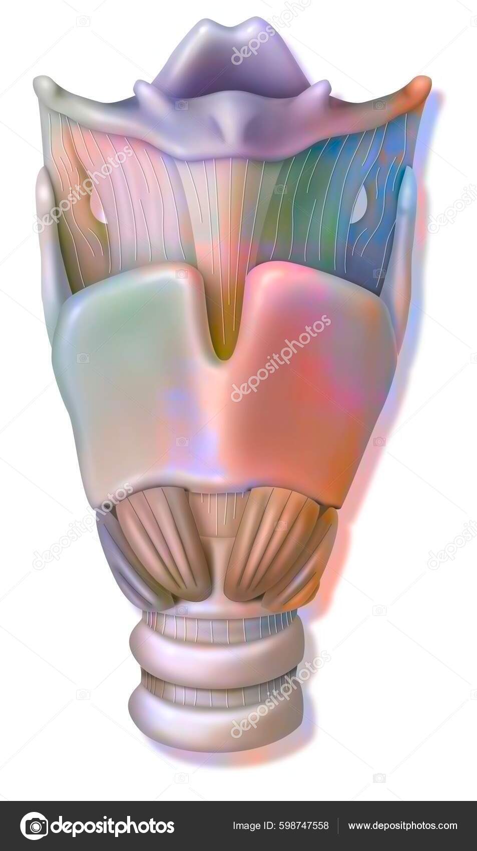 Larynx Anterior View Epiglottis Hyoid Bone Thyroid Cartilage — Stock ...