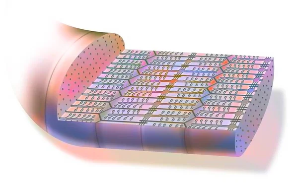 Myofibril Stock Photos, Royalty Free Myofibril Images | Depositphotos