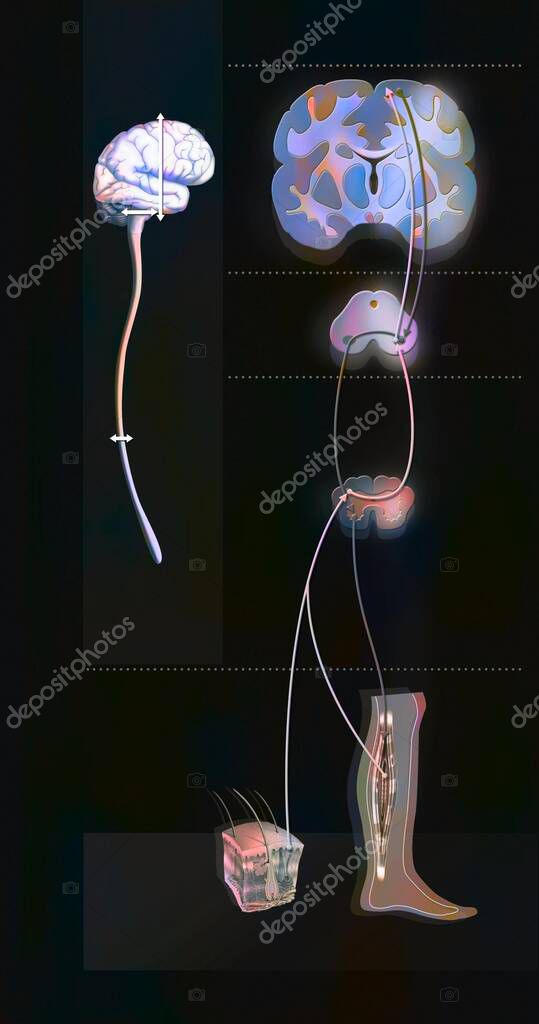 Sensorimotor loop: control of the brain to link sensations to motor