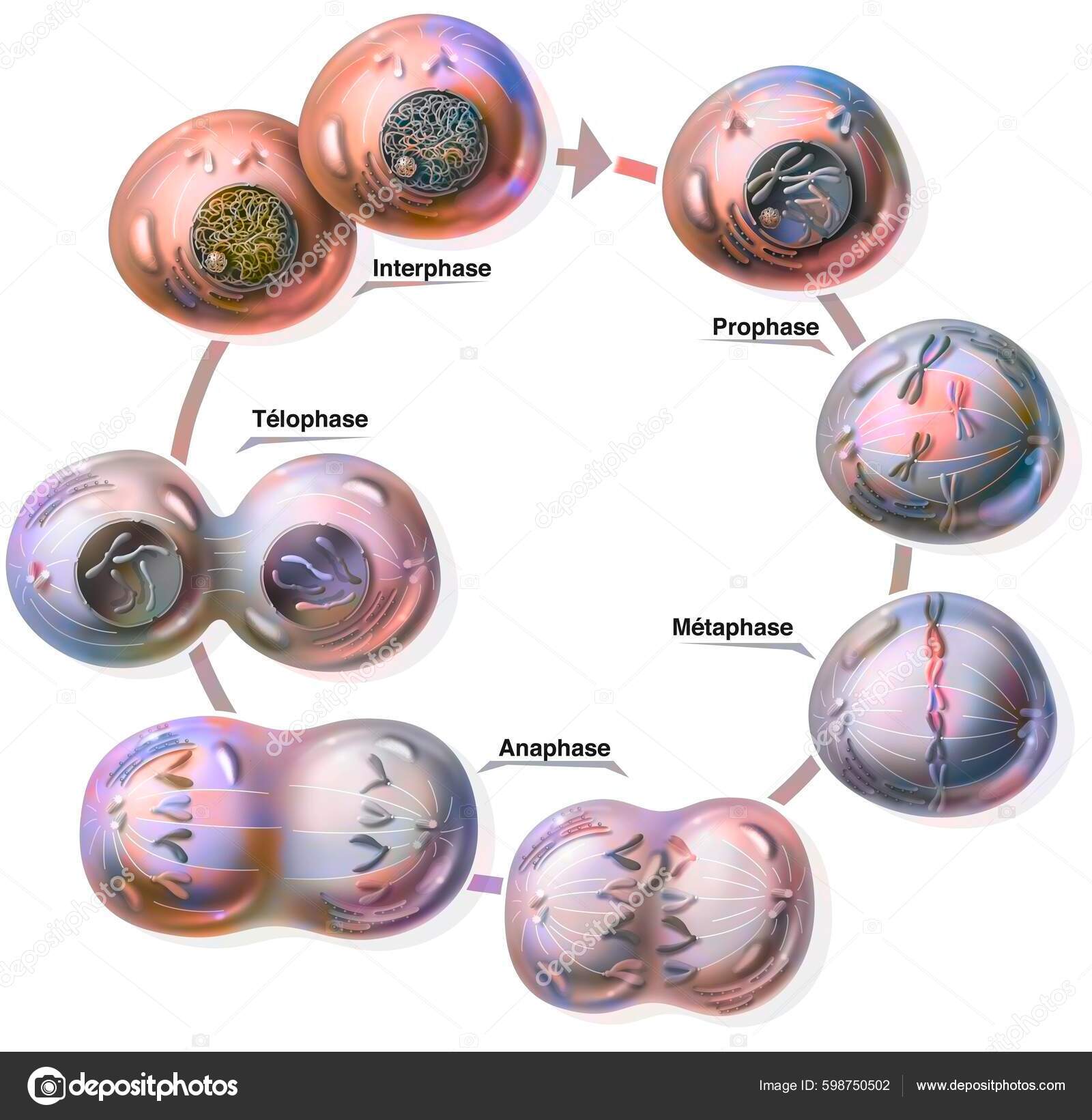 Different Stages Mitosis Prophase Metaphase Anaphase Telophase ...