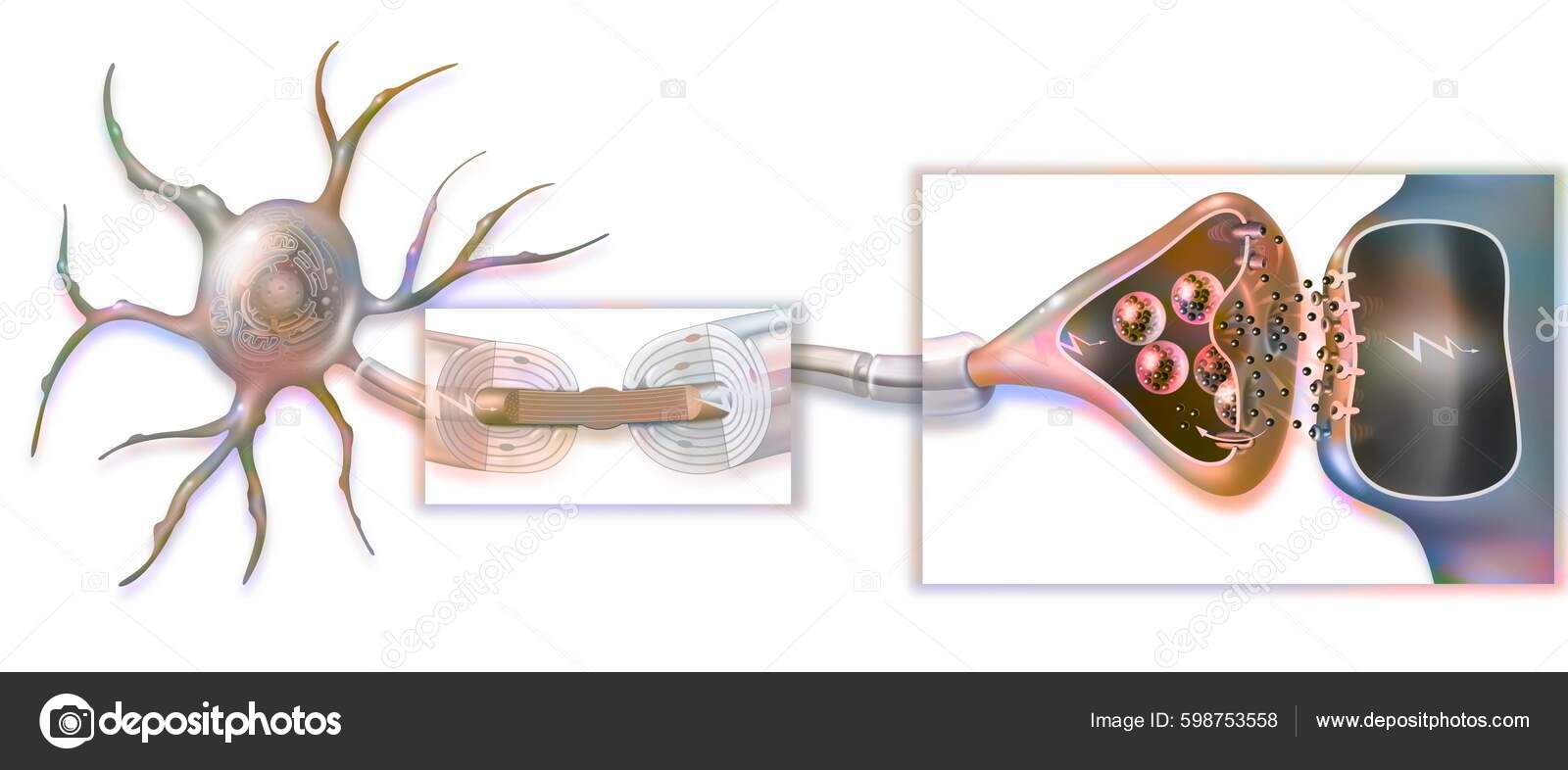 Transmission Nerve Impulses Zoom Myelin Sheath Ranvier's Node Synapse ...