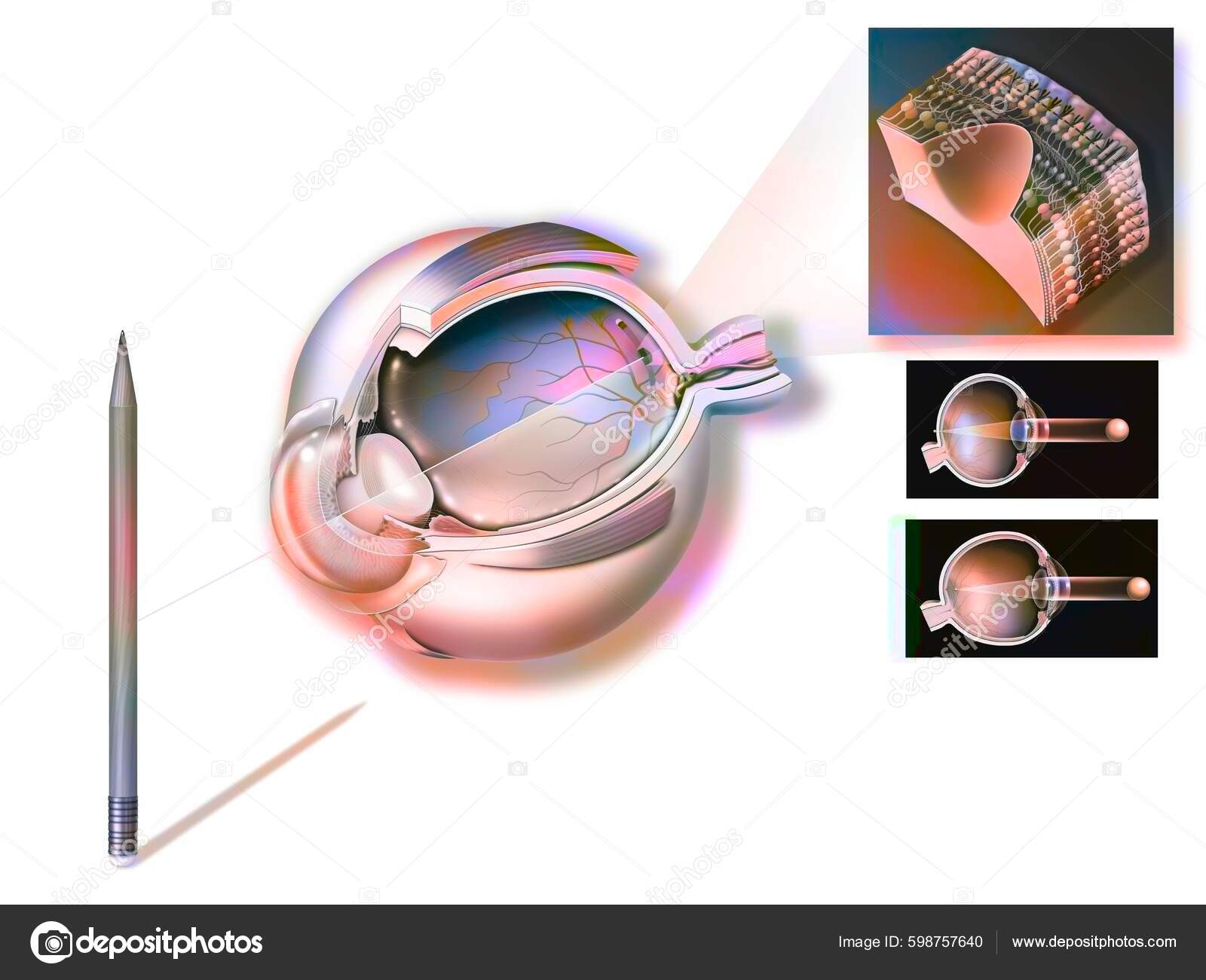 Eye Visualized Image Refracted Lens Cornea Retina Stock Photo by ...