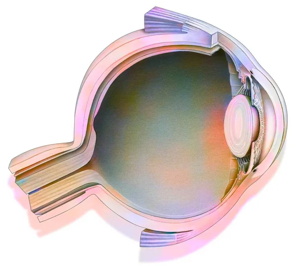 Cross Section Eye Showing Crystalline Anterior Chamber — Foto de stock ...