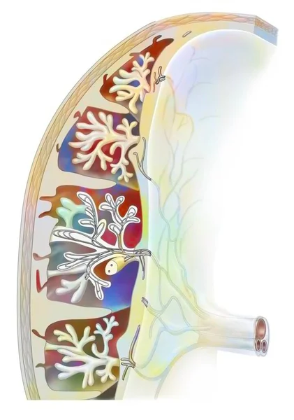 Placenta with part of embryonic origin, chorion, a maternal side. . 2024