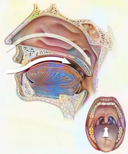 Faringe anatomia fotos de stock, imágenes de Faringe anatomia sin ...