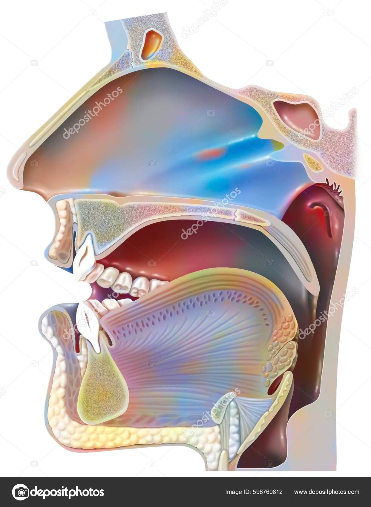 Position Mouth Pronunciation 'A' Phonation Stock Photo by ©imagepointfr ...