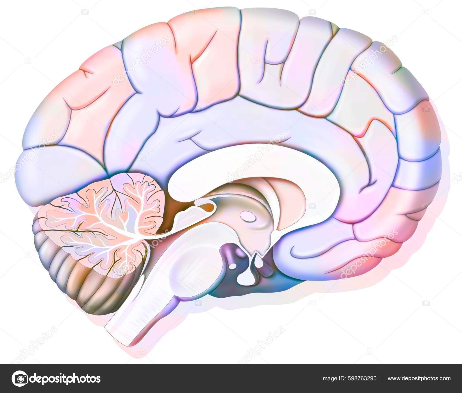 Mid Sagittal Section Human Brain Showing Hypothalamus Stock Photo by ...