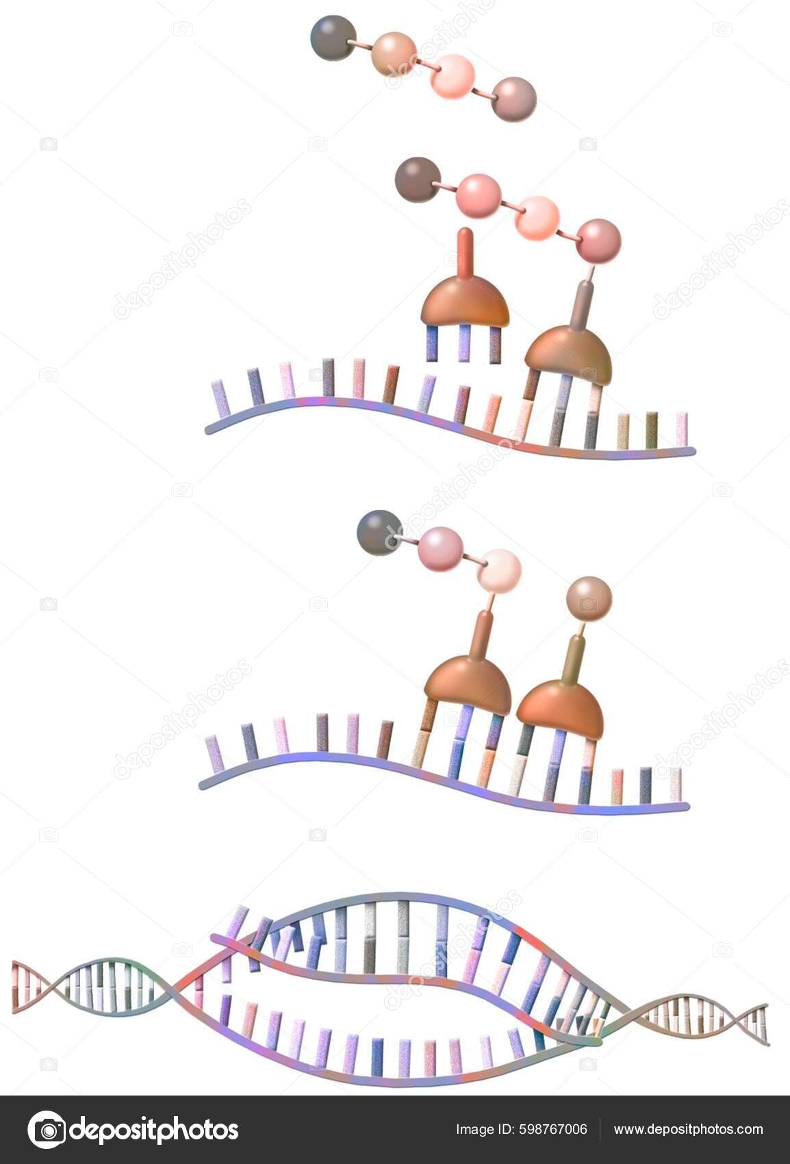 Peptide Synthesis Synthesis Ribosomes Amino Acids Messenger Rna ...