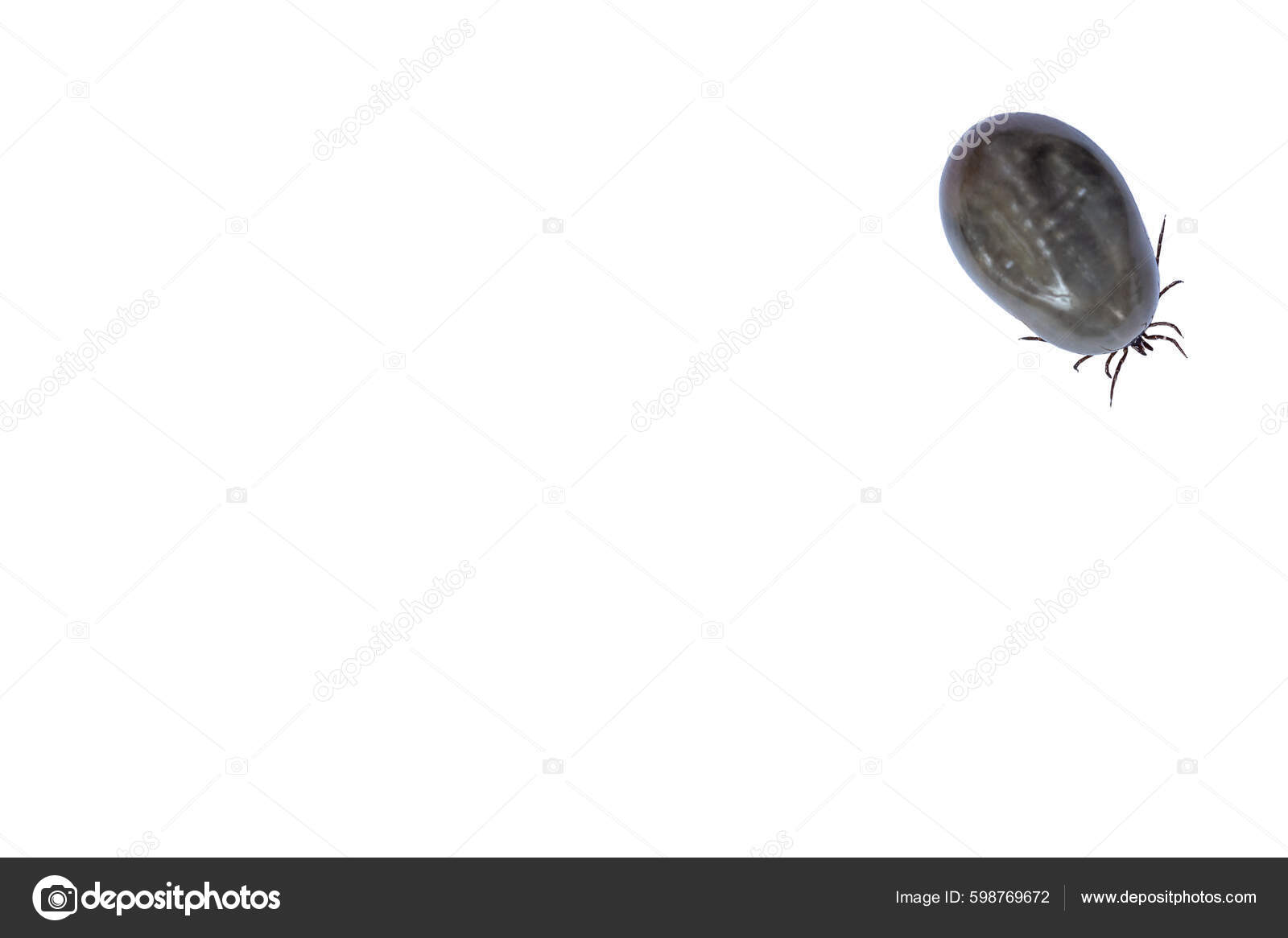 Tick Shot White Paper While Running Away — Stock Photo © imagepointfr ...