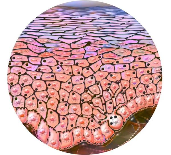 Grain anatomy Stock Photos, Royalty Free Grain anatomy Images ...