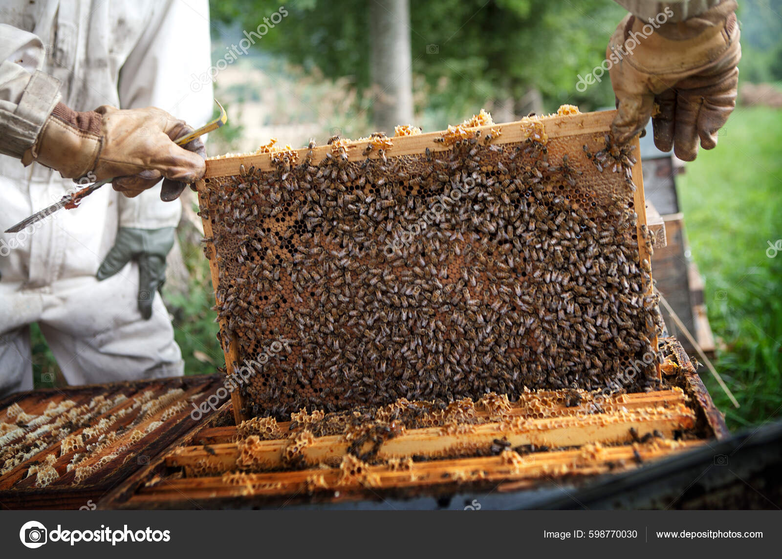 Harvesting Honey Beekeeper France — Stock Photo © imagepointfr #598770030