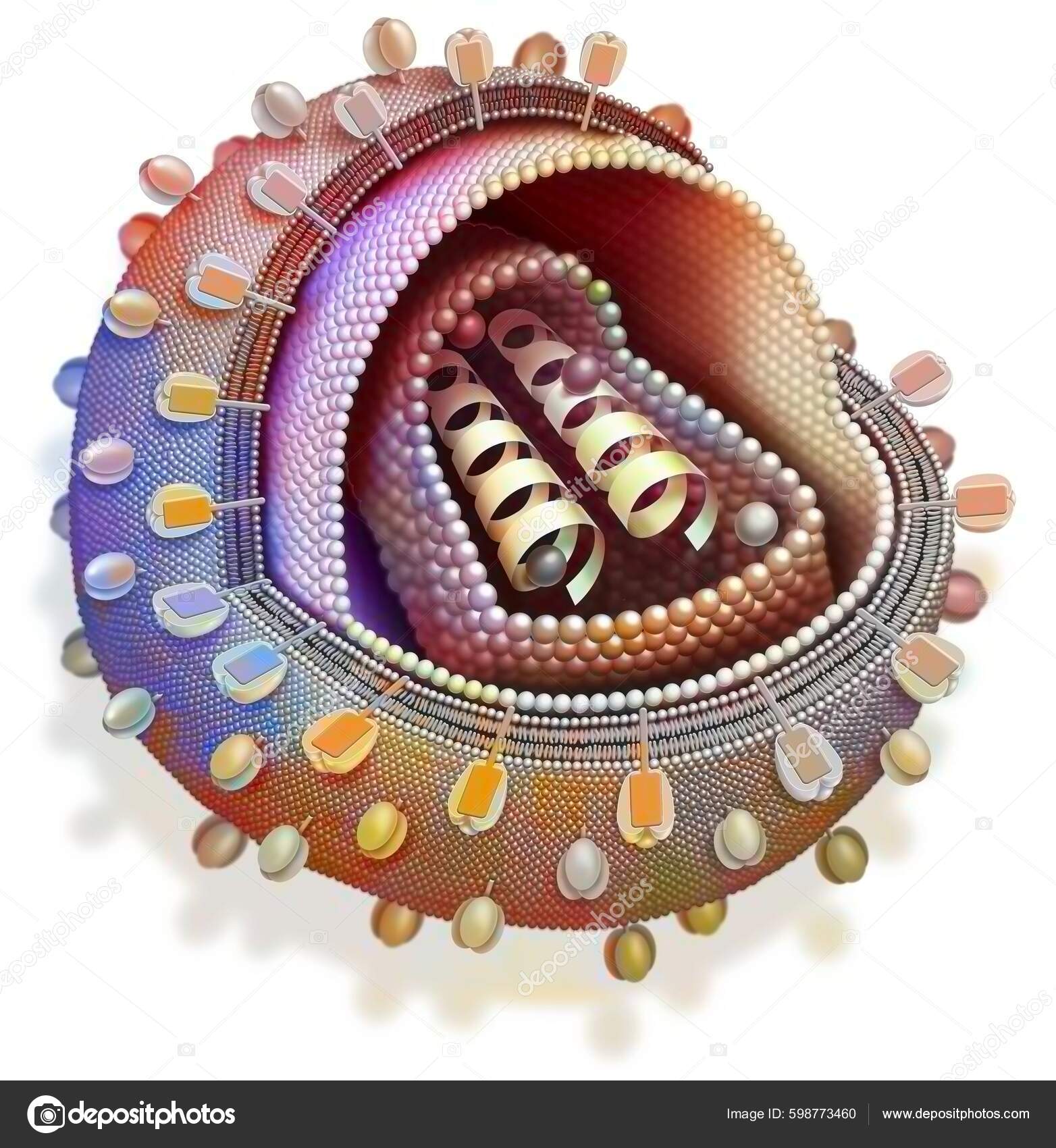 Hiv Virus Model Protein Coat