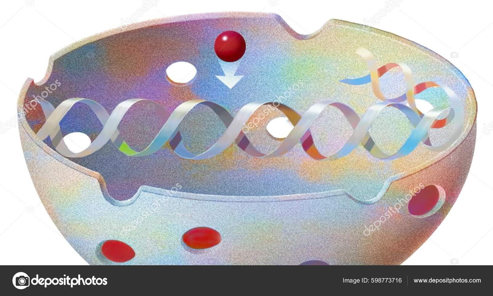 Aids Integration Viral Dna Dna Host Cell Stock Photo by ©imagepointfr ...