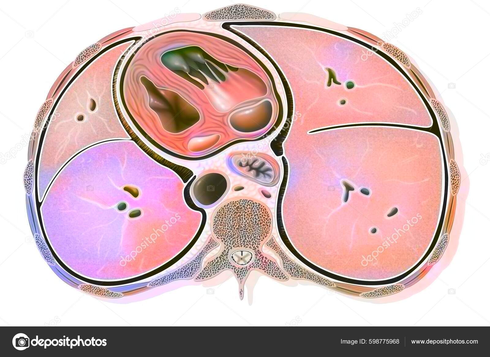 Cross Section Thorax Heart Lungs Esophagus Aorta — Stockfotografi ...