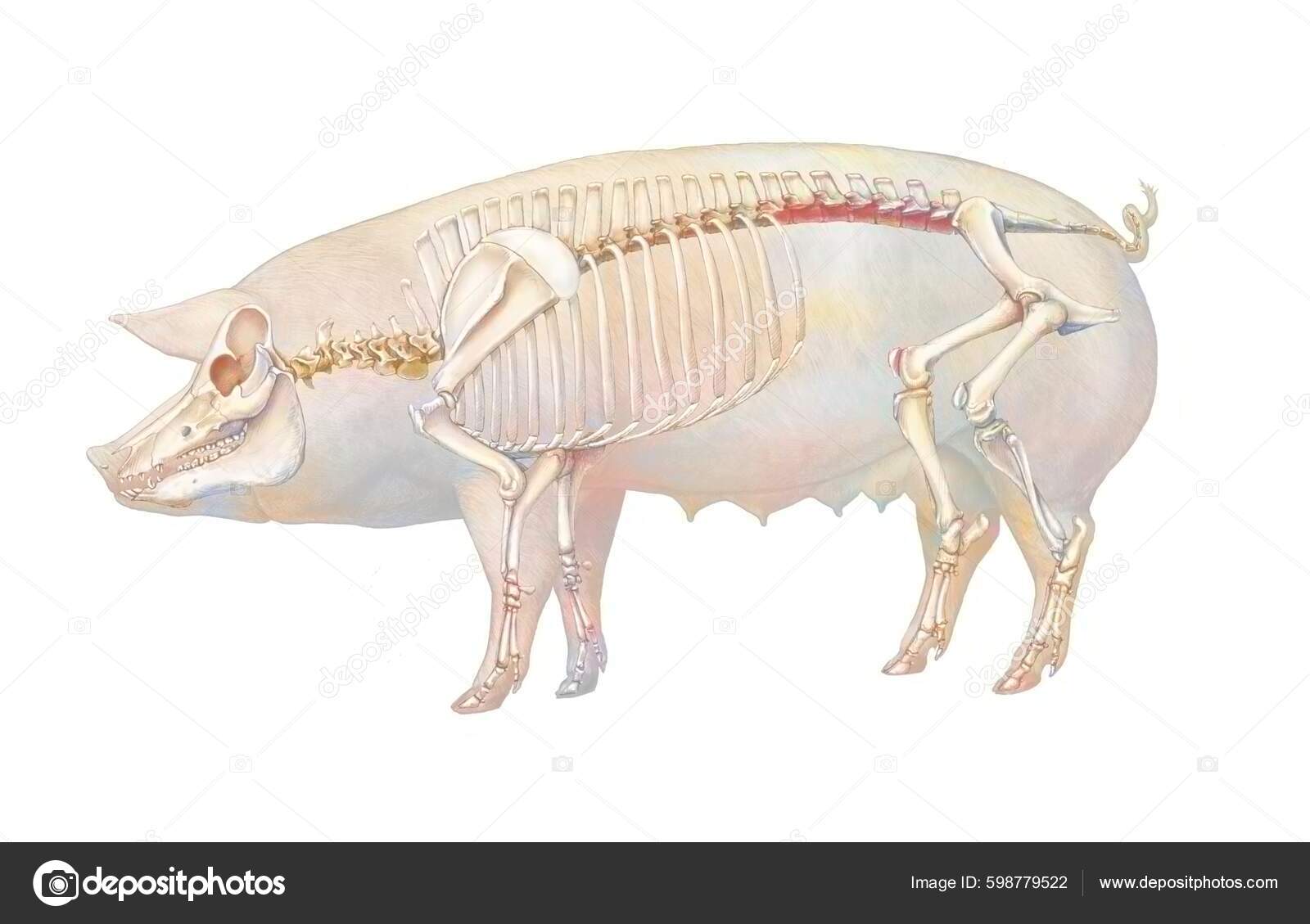 Anatomy Pig Its Bone System — Stock Photo © imagepointfr #598779522