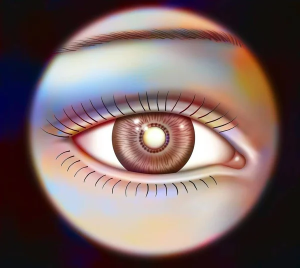 Anatomía del ojo humano normal Stock Photos, Royalty Free Anatomía del ...