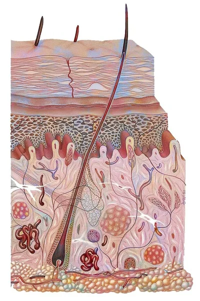 Cut Skin Showing Epidermis Dermis Hairs — Stock Photo © imagepointfr ...