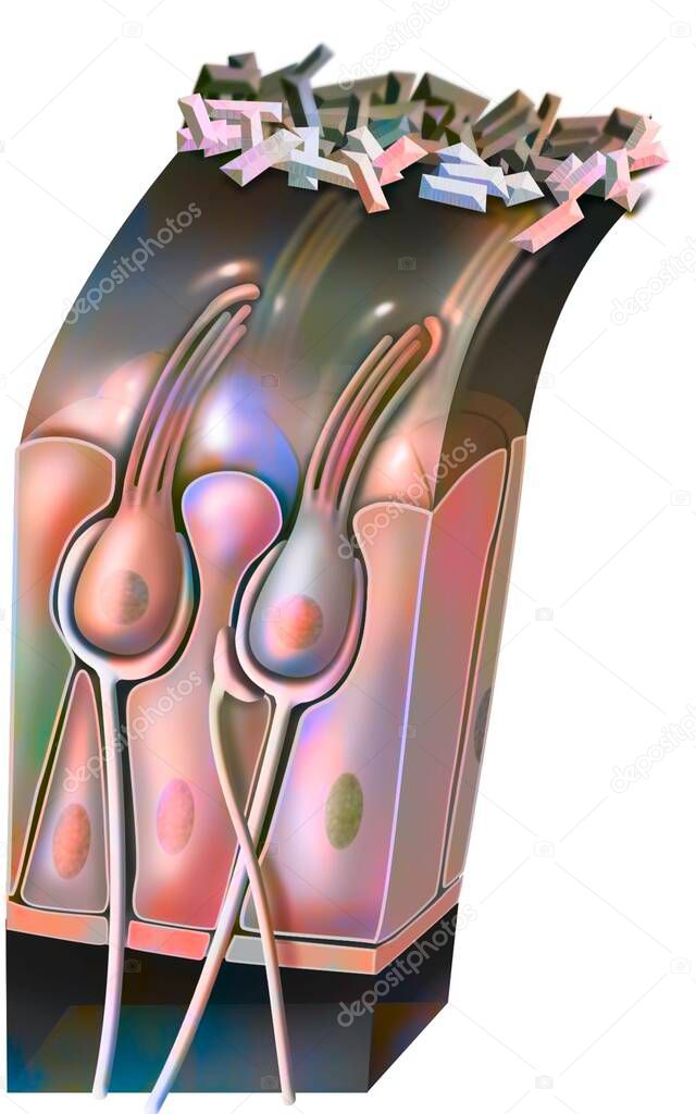 Functioning of the macule: organ of static balance