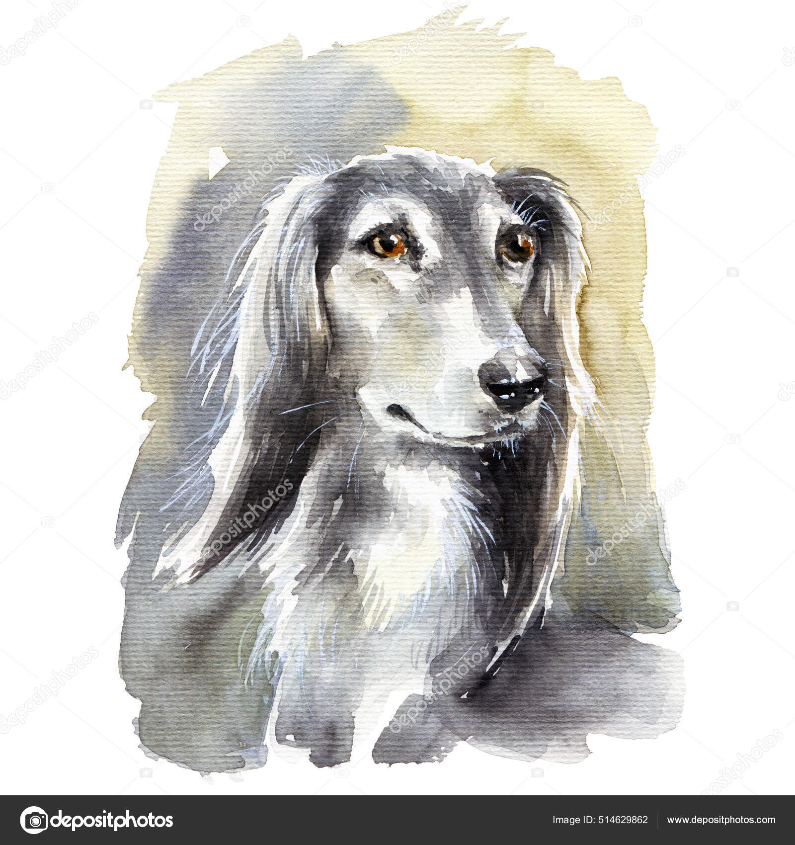 Watercolor Illustration Portrait Greyhound Dog Hand Drawn Sketch White ...