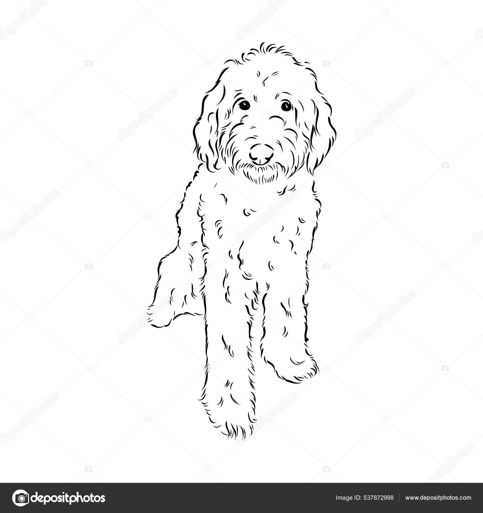 Labradoodle Mix dog - vector isolated illustration on white background ...