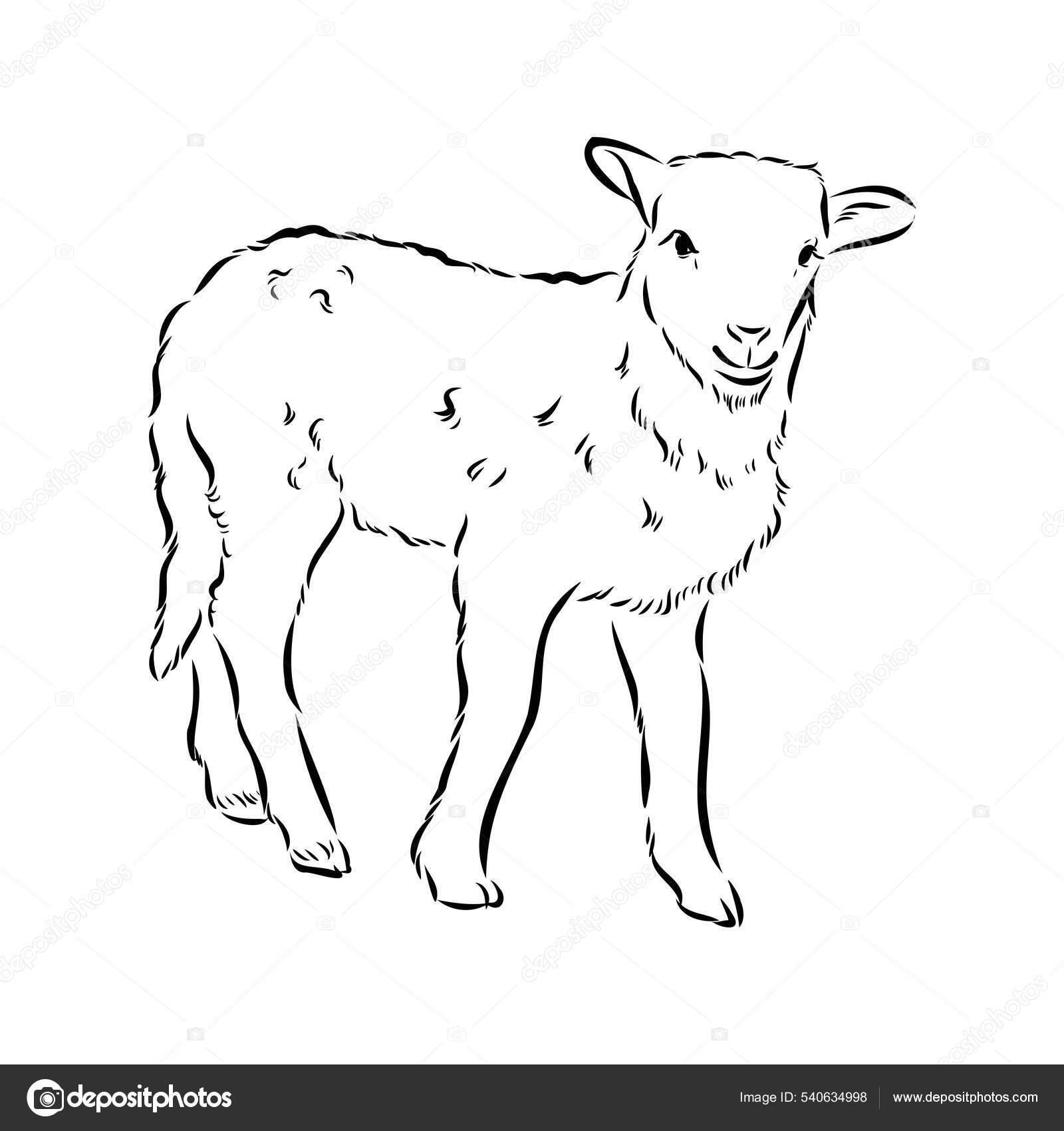 Dibujo De Oveja Realista