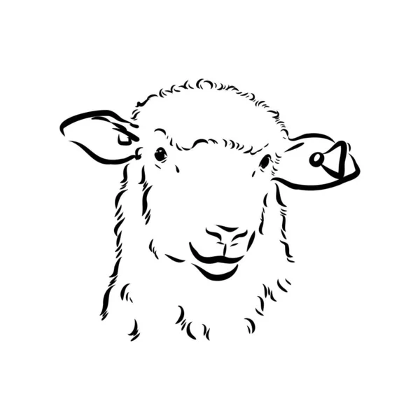 Sheep Head Drawing