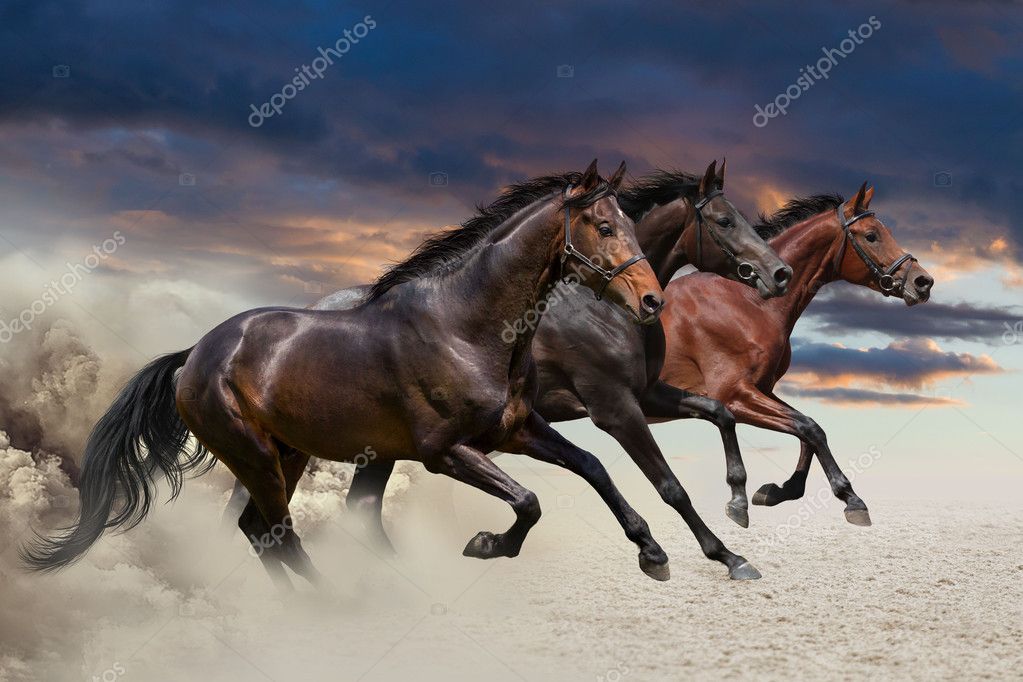 Three horses running at a gallop — Stock Photo © callipso_art #41910339 Three horses running at a gallop — Stock Photo © callipso_art #41910339