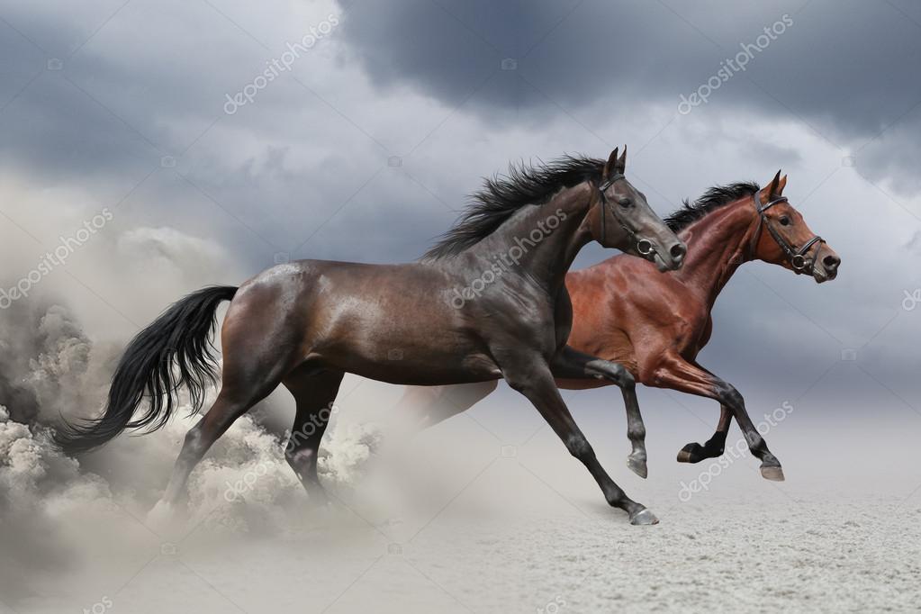 Two Horses Running Together