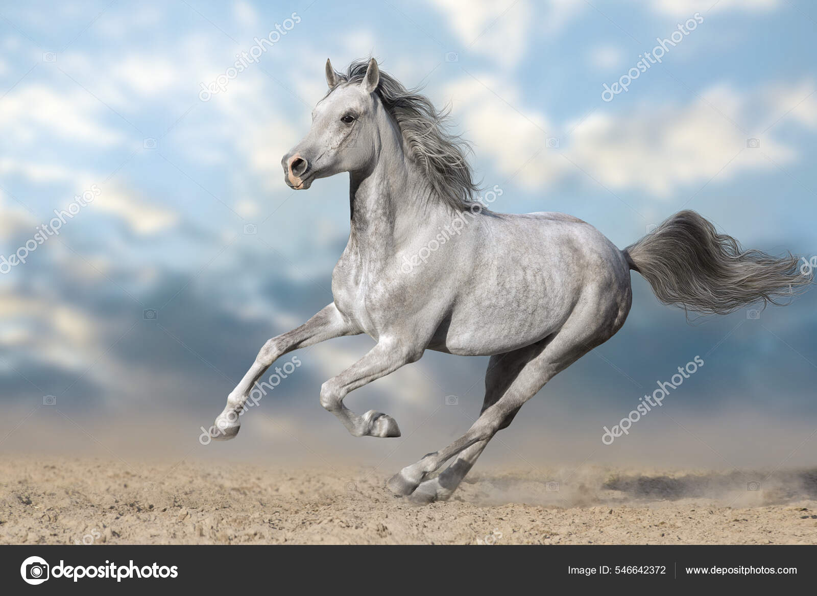 Grey Arabian Horse