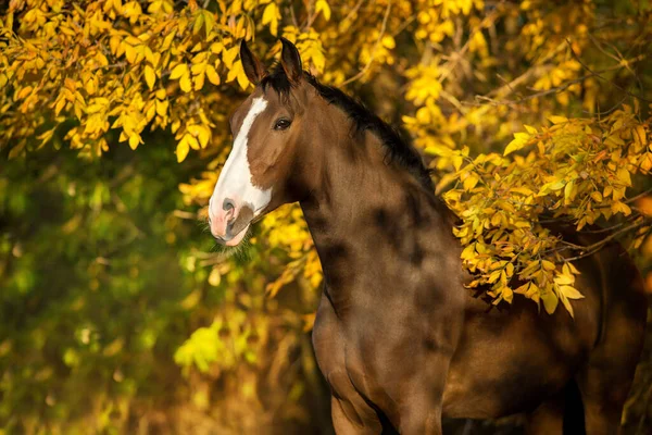 Horse autumn Stock Photos, Royalty Free Horse autumn Images | Depositphotos
