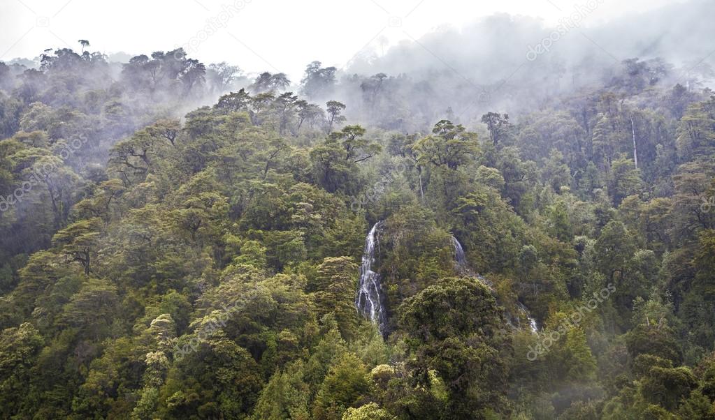 Rain forest, Carretera Australl, Chile. Stock Photo by ©MaciejBledowski ...