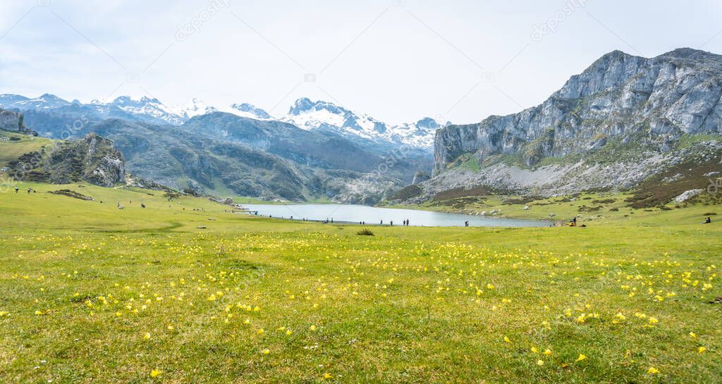 Lake Ercina in spring with yellow flowers in the Lagos de Covadonga ...