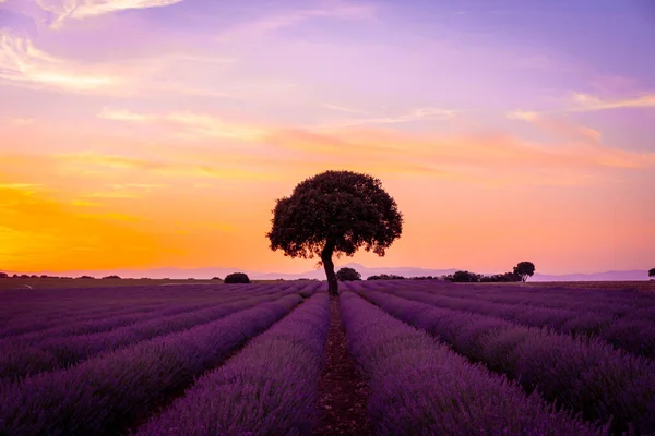 Lavender field Stock Photos, Royalty Free Lavender field Images ...