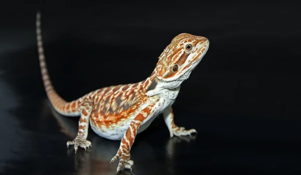 Red leatherback smooth bearded dragon (Pogona vitticeps). Stock Photo ...
