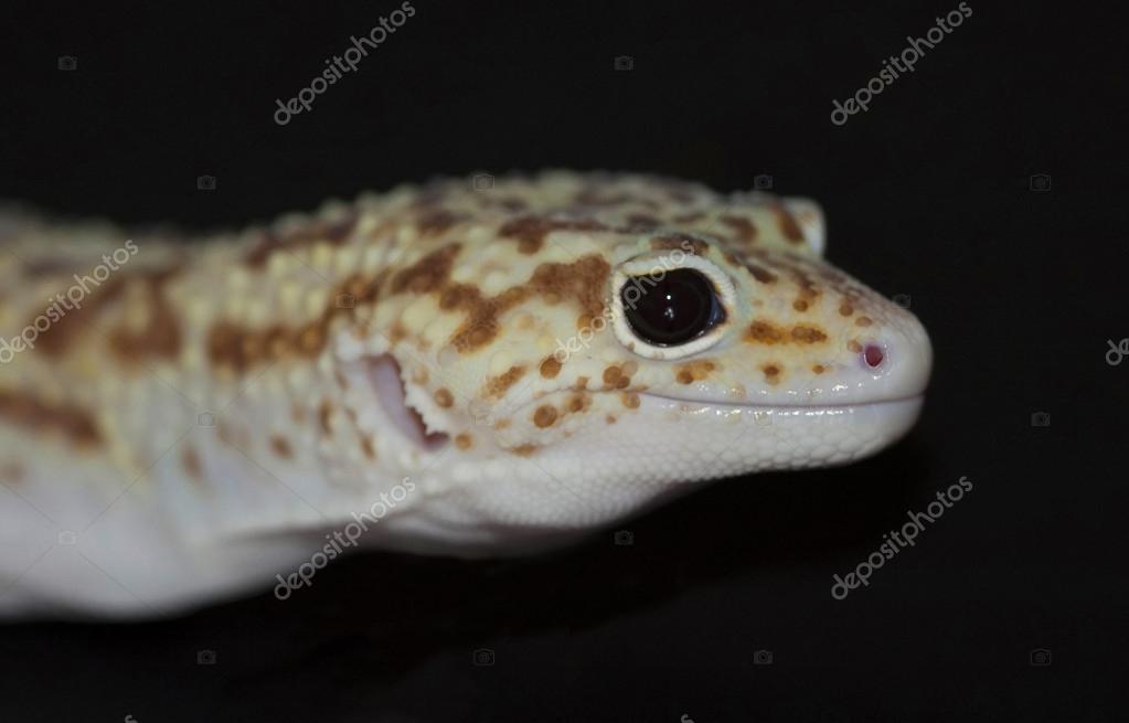 Jungle leopard gecko (Eublepharis macularius) Stock Photo by ©Davpe ...